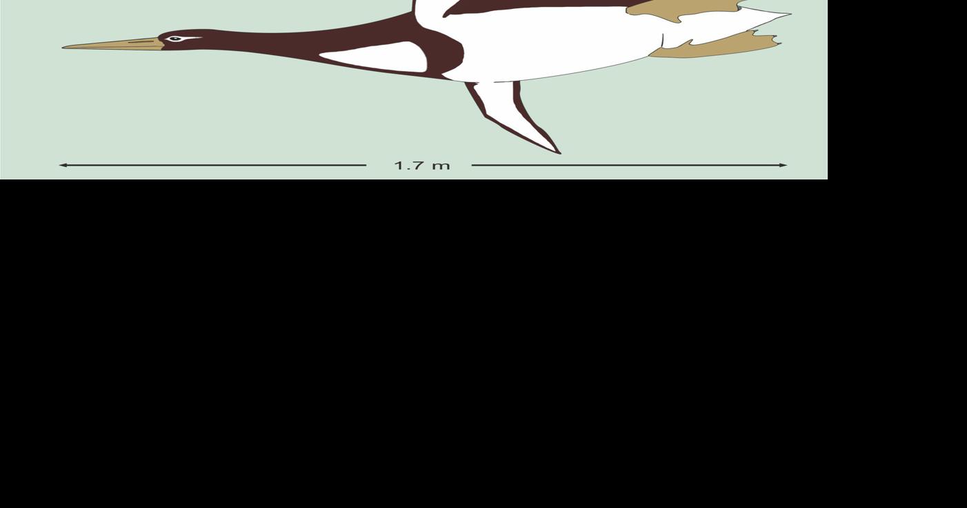 Scientists discover fossil of ancient giant penguin — nearly 6 feet ...