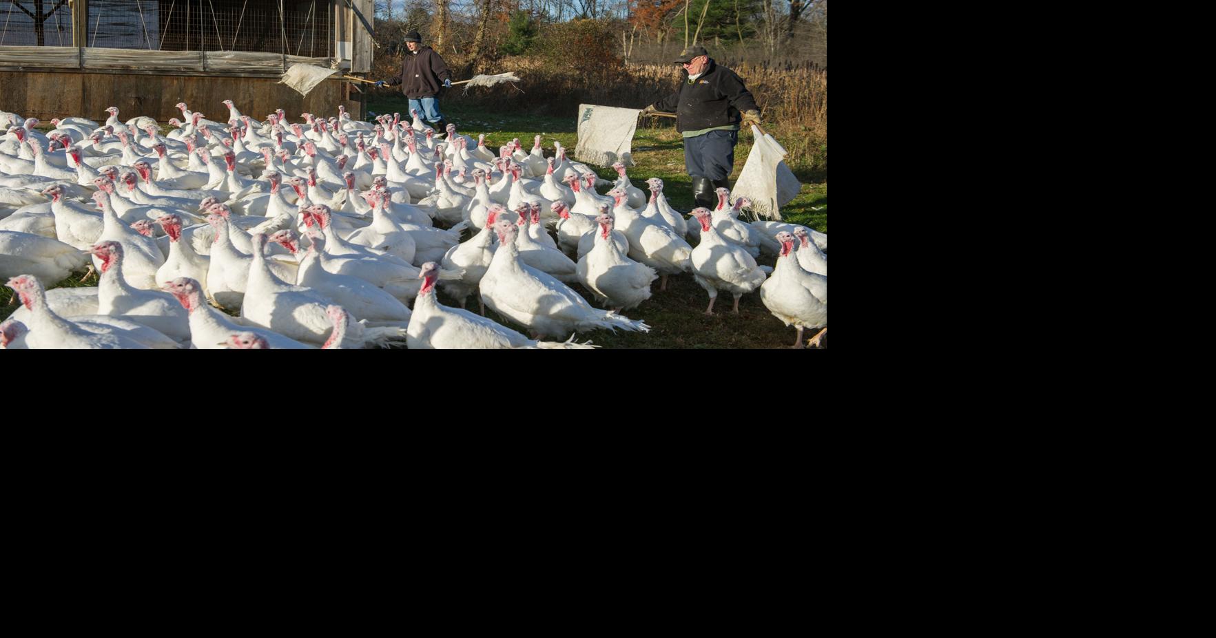 Raymond's Turkey Farm | | eagletribune.com