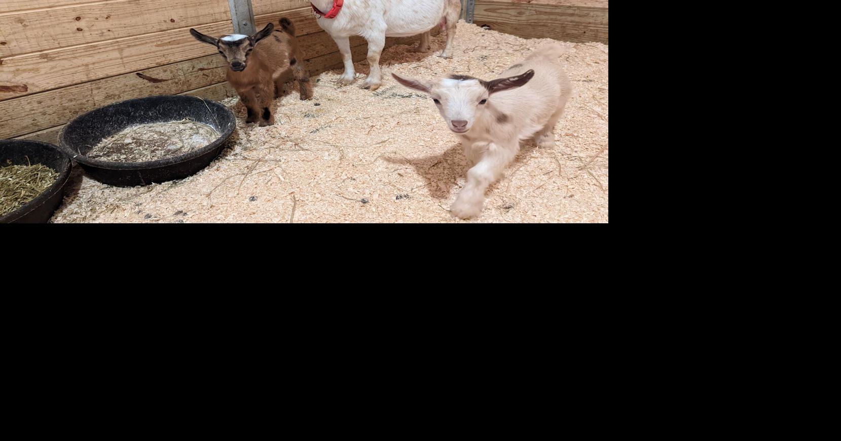 No kiddin': More than 100 goats up for adoption at Nevins Farm ...