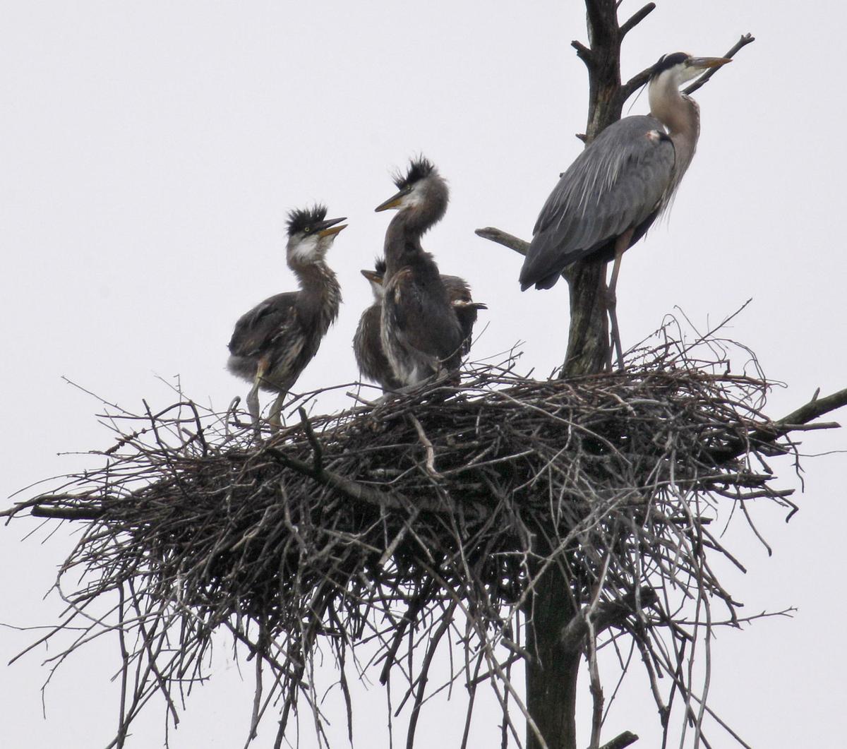 Photo Slideshow: Great Blue Heron Rookery | News | eagletribune.com