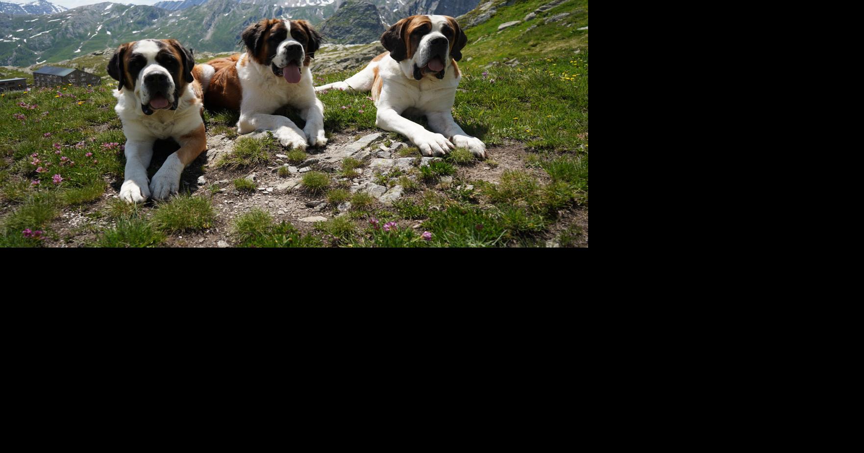 St. Bernard dogs still roam the Swiss Alps as part of this 'living ...