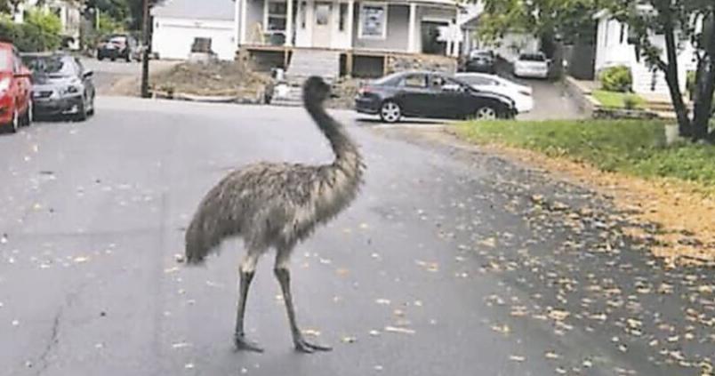 Emu runs loose: Big bird named Kermit escapes Haverhill yard, stretches ...