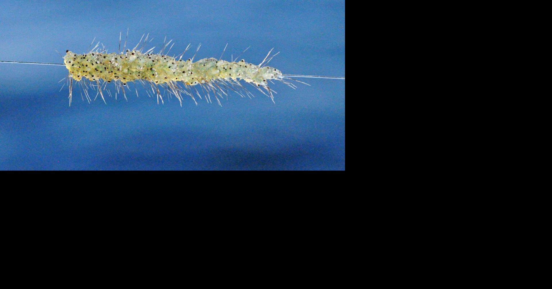 Tiny invader, outsized impact | New Hampshire | eagletribune.com