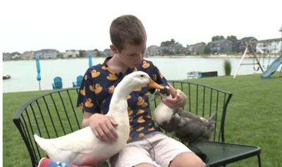 Autistic boy allowed to keep therapy ducks, despite neighbors ...