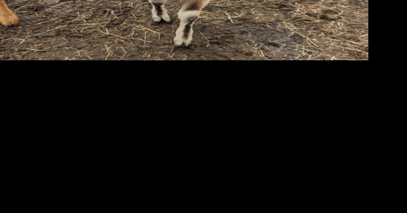 No kidding, no fee: Nevins Farm waives cost for first goat adoptathon ...