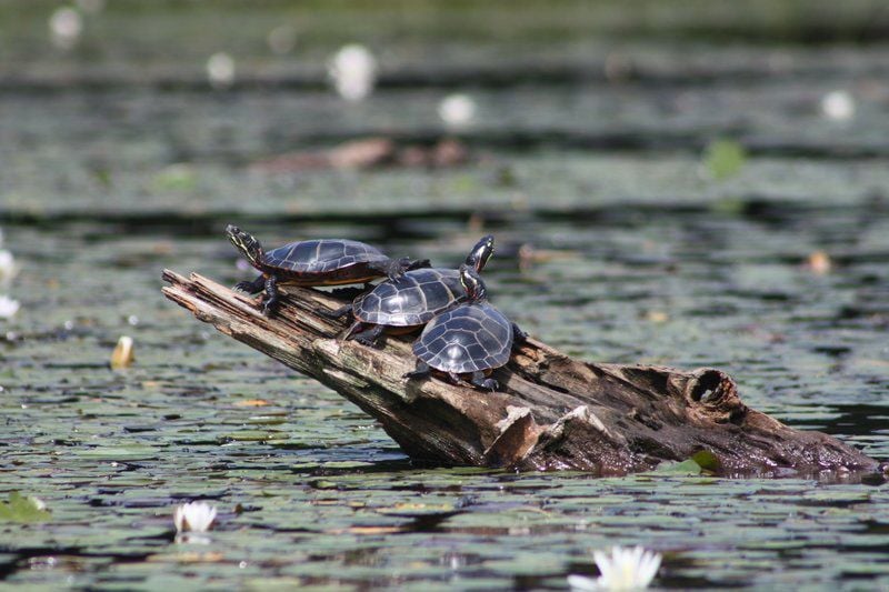 Londonderry warns motorists to be cautious of vulnerable turtles | New ...