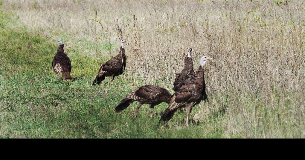 Report wild turkey brood sightings | Minutes | eagletribune.com