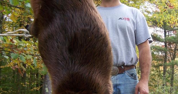Beaver trapper catches two whoppers | Local News | eagletribune.com