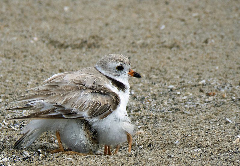 Most plovers have fledged, much of refuge beach reopens | Haverhill ...
