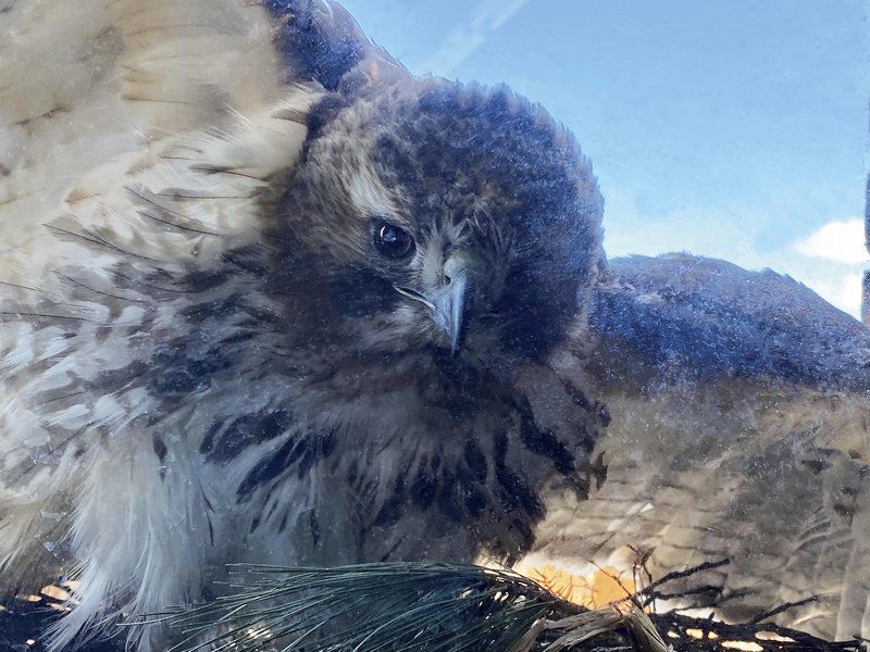 Red-tail hawks provide entertainment while raising young at Everett ...