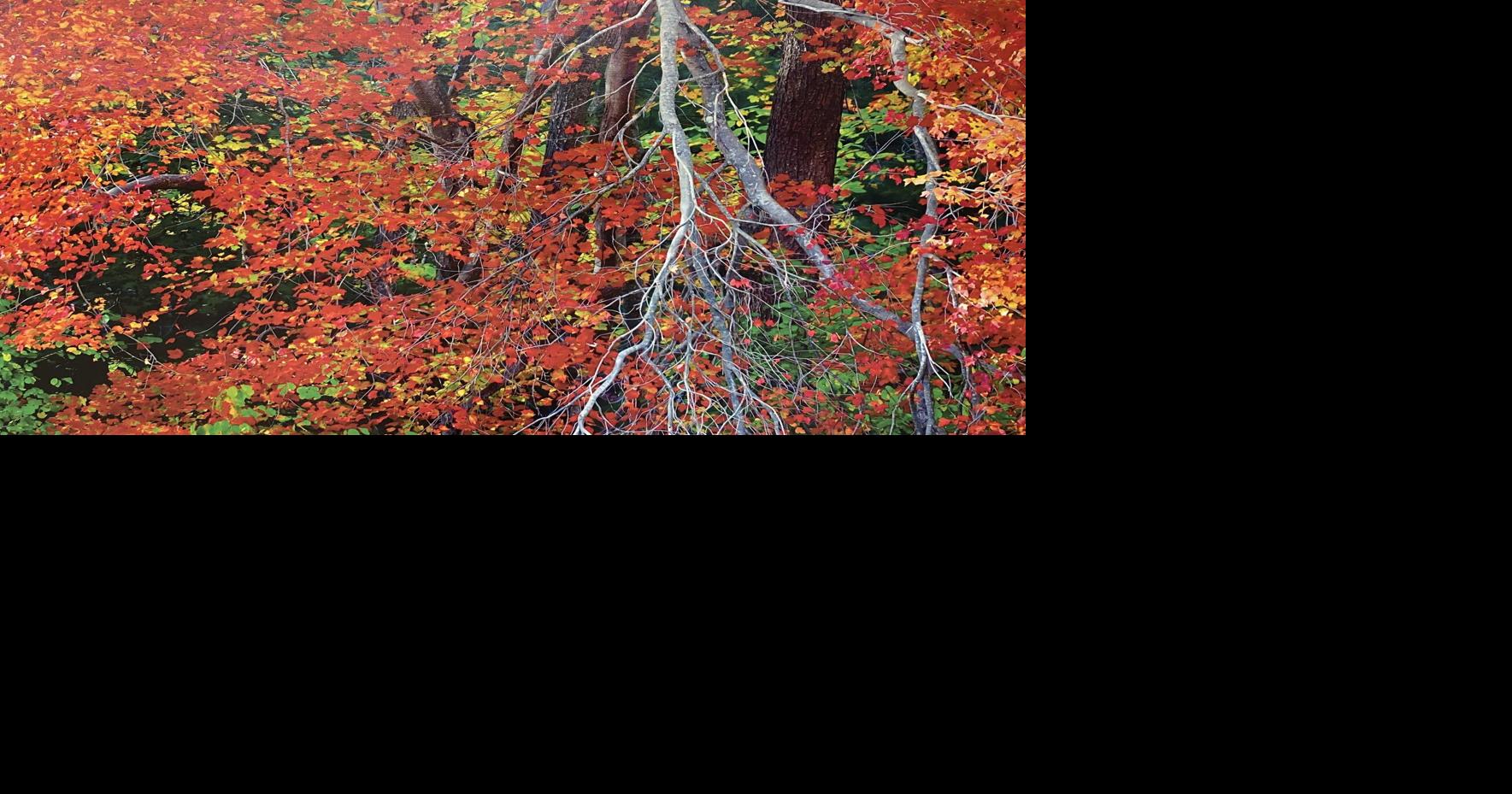 Local artist captures beauty of fall in latest exhibit | Merrimack ...