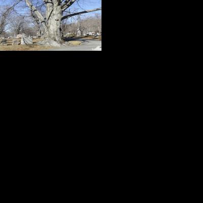 Effort to ID oldest trees turns up 27 species at Linwood | Haverhill ...