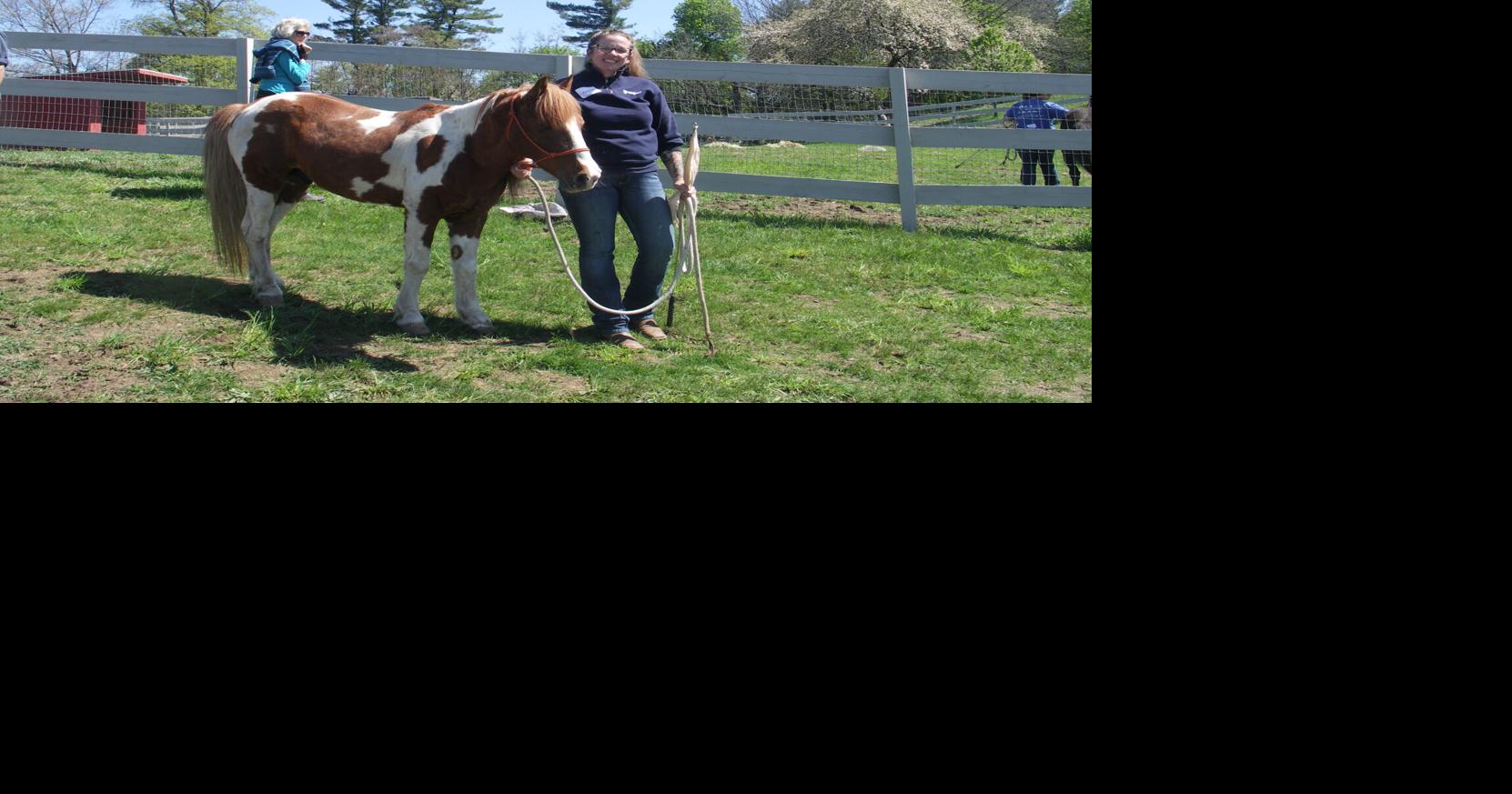 MSPCA Nevins Farm hosts training program for rescued horses | News ...