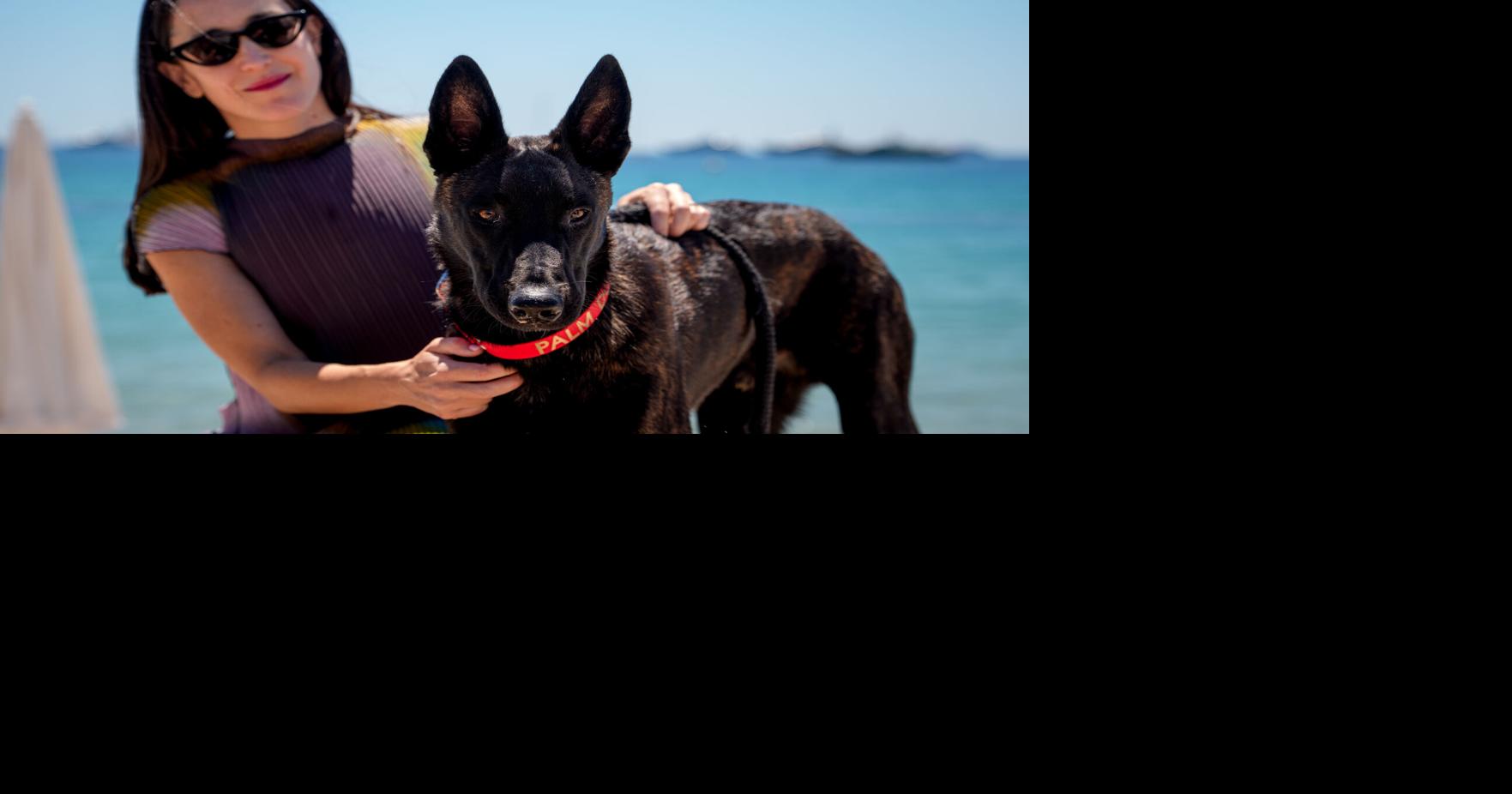 A round of a-paws for ‘La Perra,’ winner of the Palm Dog award at ...