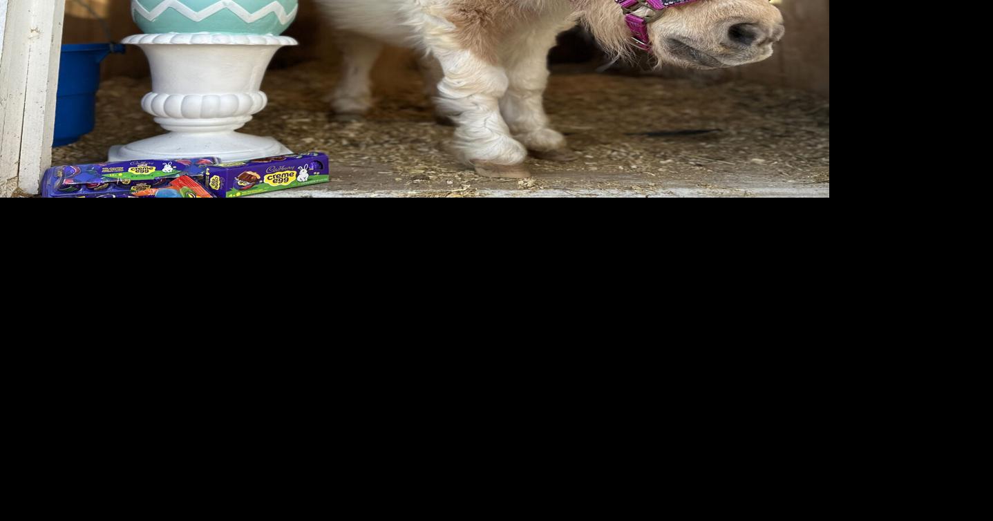 Andover miniature horse takes a crack at Cadbury bunny contest ...