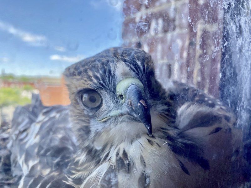 Red-tail hawks provide entertainment while raising young at Everett ...