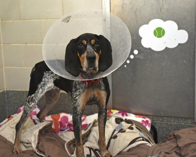 Nevins Farm ends year with hopes of finding proper homes for rescued ...