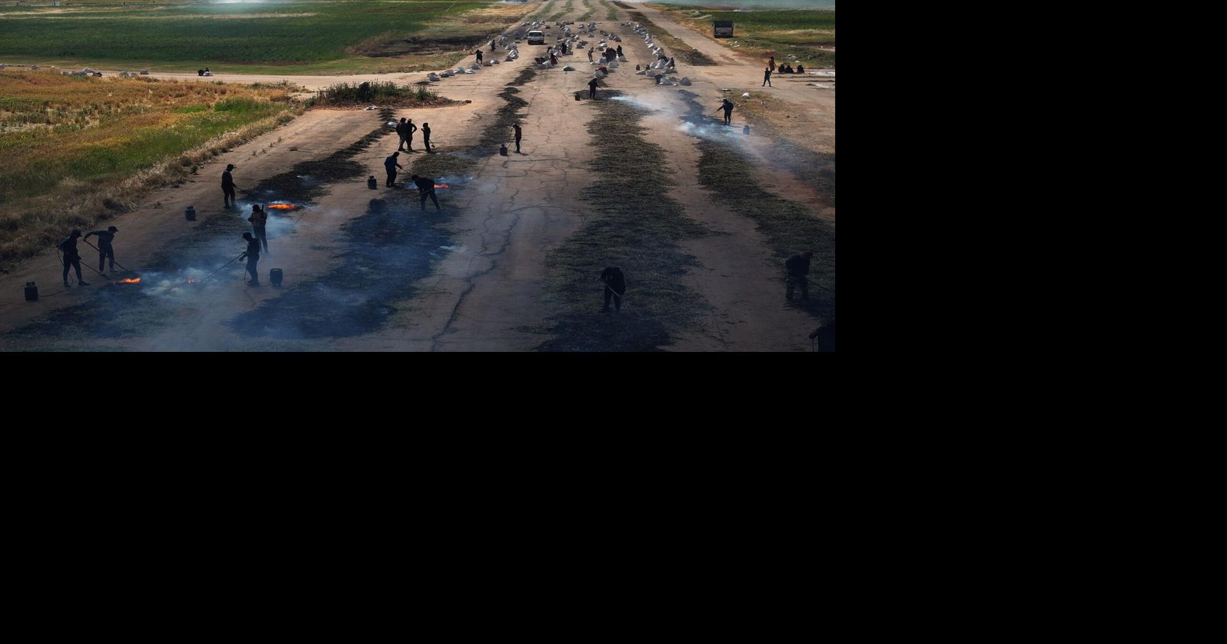 Photos of the freekeh harvest, Syria's roasted green wheat grain ...