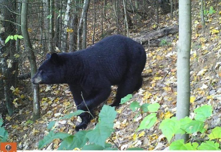 Sightings confirm, it's the season of the bear | News | eagletribune.com