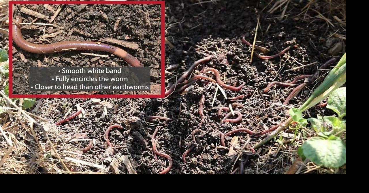 Hungry snake worms are feasting on NE soil | Merrimack Valley ...