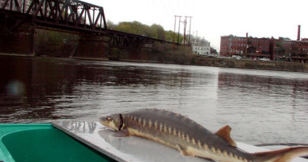Fish tale: Behold the mysterious sturgeon of the Merrimack | Merrimack ...