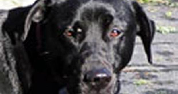 Police say Bosco can't be rehabilitated | Local News | eagletribune.com