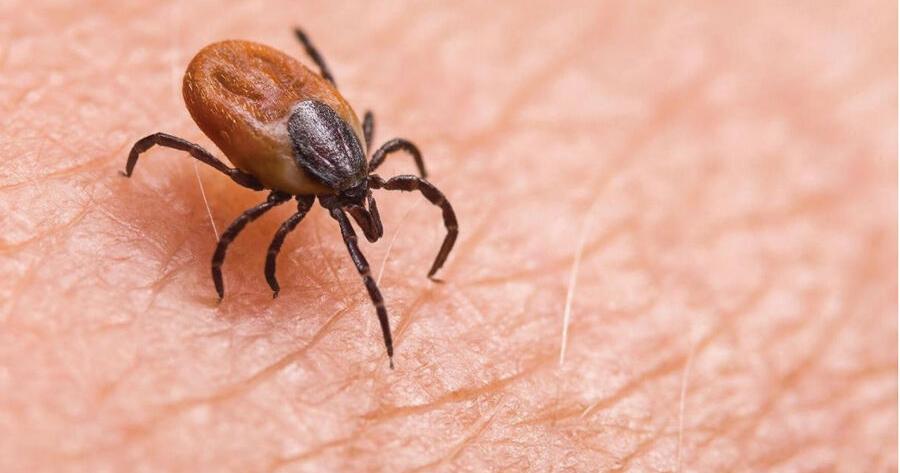 Mass. Calendar: 'Ticks, Mosquitoes & Poison Ivy, Oh My' set for Tuesday ...