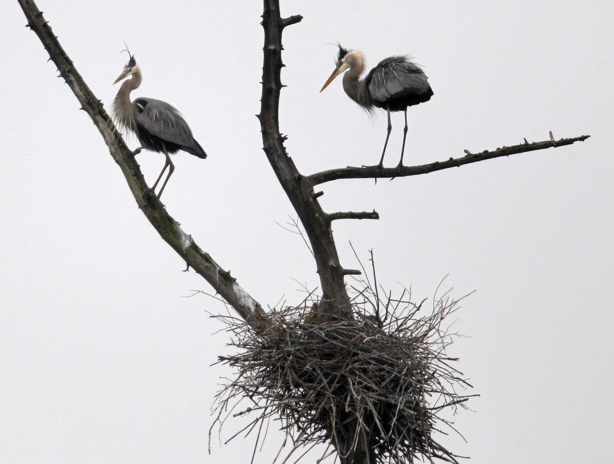 Photo Slideshow: Great Blue Heron Rookery | News | eagletribune.com