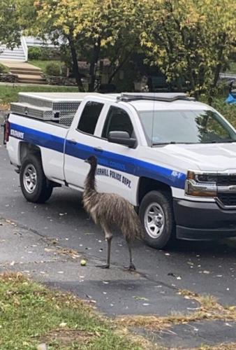 Emu runs loose: Big bird named Kermit escapes Haverhill yard, stretches ...