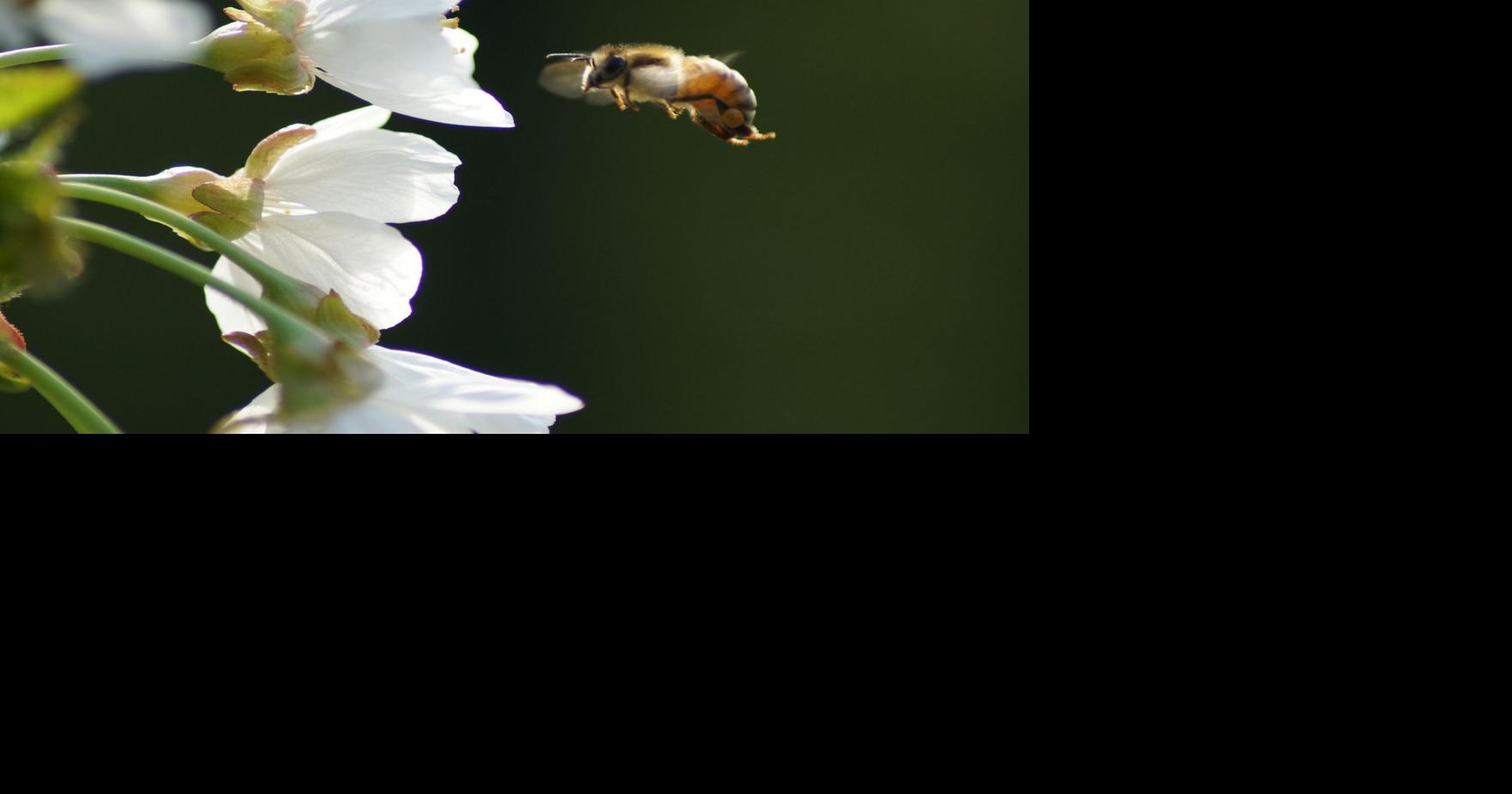 Close-up look at the world of bees | Calendar | eagletribune.com