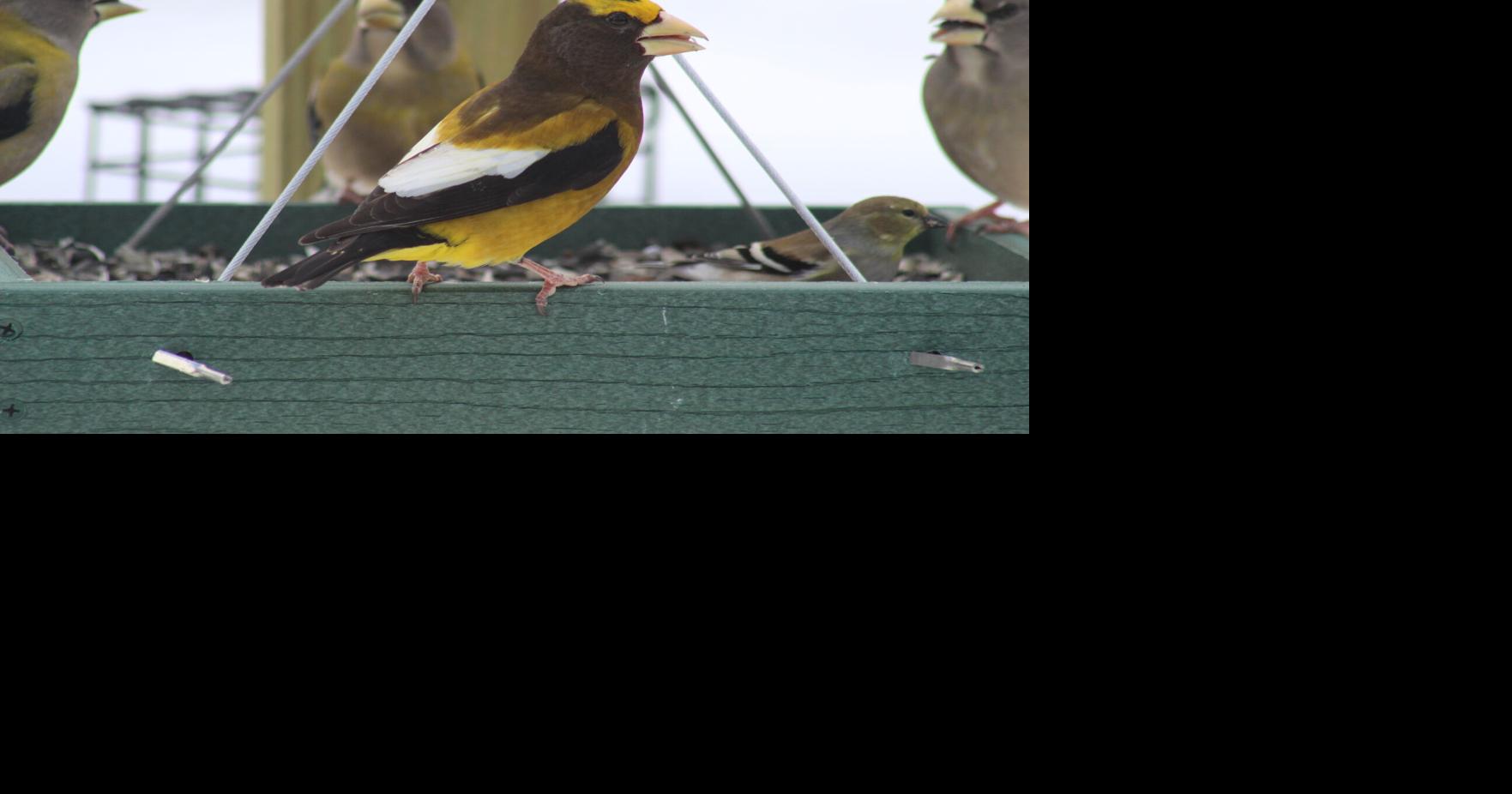 Join the Backyard Winter Bird Survey | | eagletribune.com