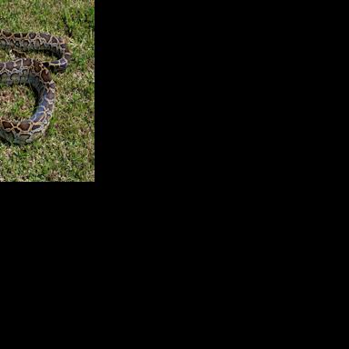 Could a super snake emerge from Everglades pythons? New DNA study ...