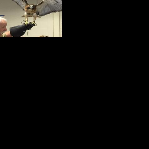 Exotic bird show at Atkinson Community Center | Calendar | eagletribune.com