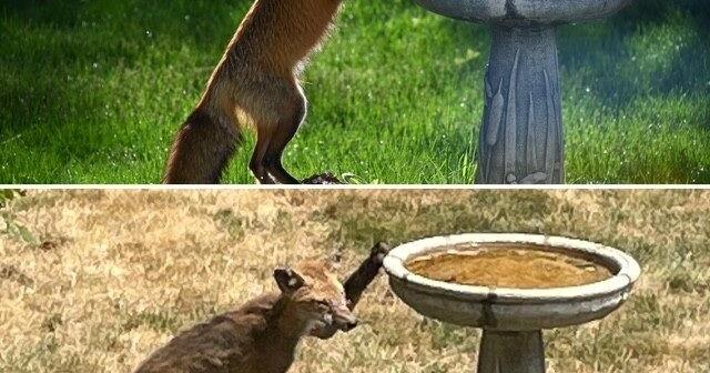 Letter: Support article to restrict rodenticides | Letters To The ...