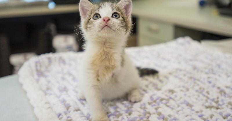 Benji the 'tripod cat' making full recovery after leg amputation ...