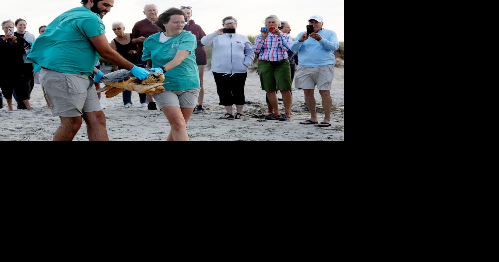 Endangered sea turtles released off Cape Cod | Boston | eagletribune.com