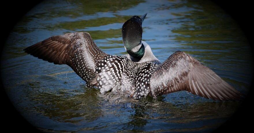 Loon's demise prompts reminder on tackle ban | Minutes | eagletribune.com