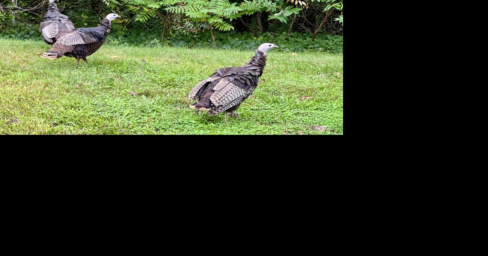 Wild turkeys flourishing in Mass and NH: Comeback has been under way ...