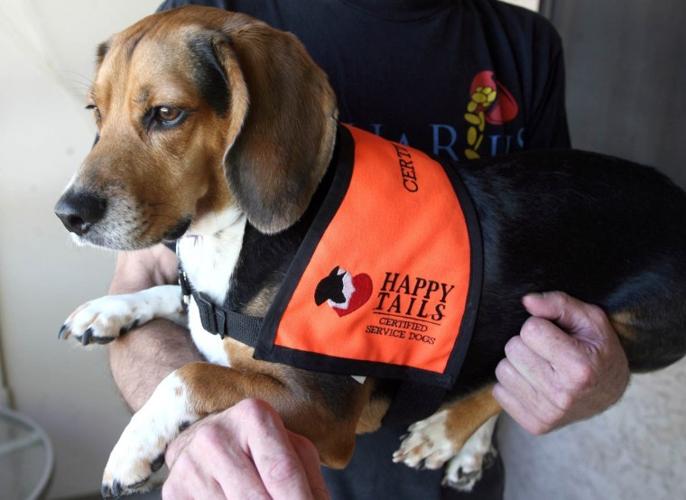 Beagle service dog recovers from pit bull attack | East Valley Local ...