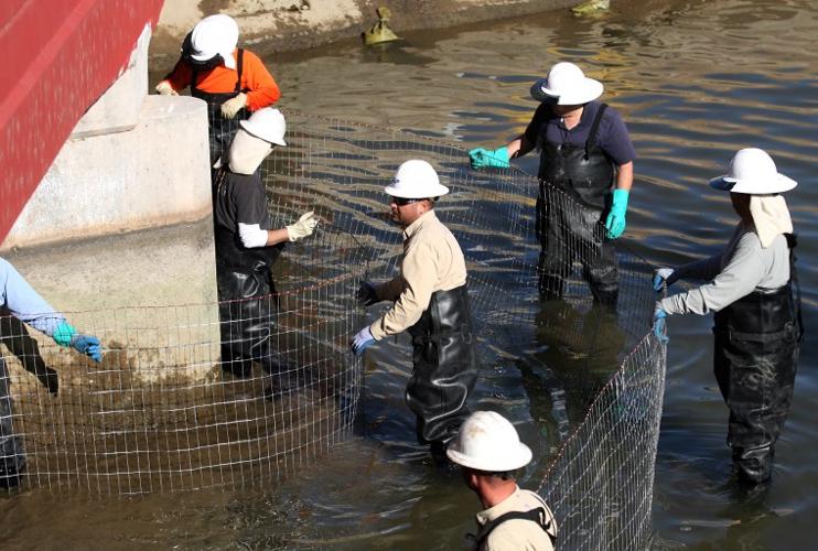 Photos: SRP Fish Herding | Photos & Video | eastvalleytribune.com
