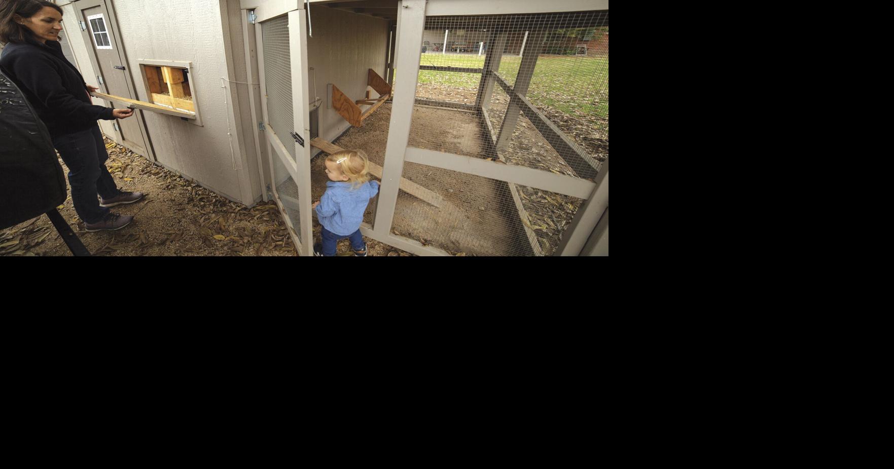 Chandler’s new chicken law could face referendum | | eastvalleytribune.com