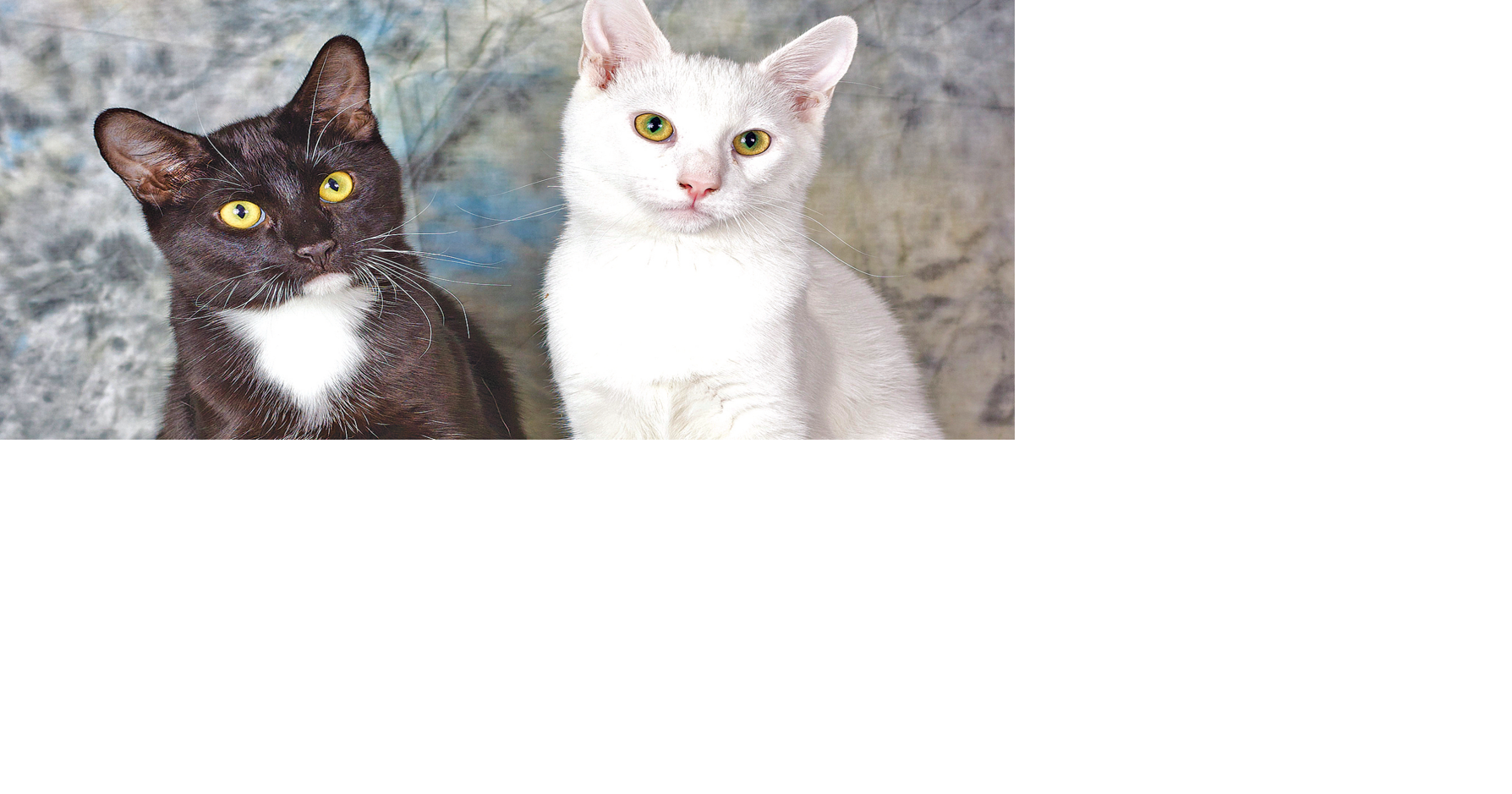 Gilbert animal rescue slates 2 big events | | eastvalleytribune.com