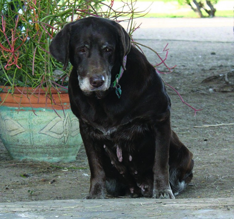 Disabled dogs find loving home at Mingus Manor | Ahwatukee Foothills ...