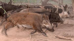 Wild hogs spotted in 4 Arizona counties | Arizona | eastvalleytribune.com