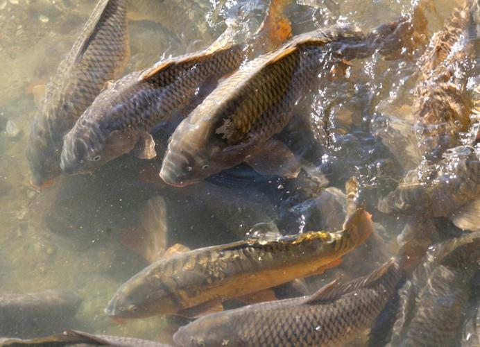 Photos: SRP Fish Herding | Photos & Video | eastvalleytribune.com