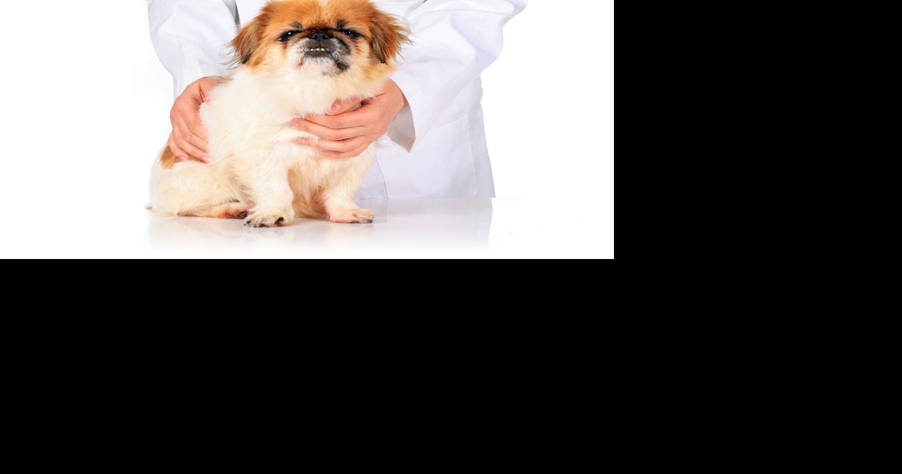 AHS, AARP Phoenix bring pet care fair to East Valley | East Valley ...