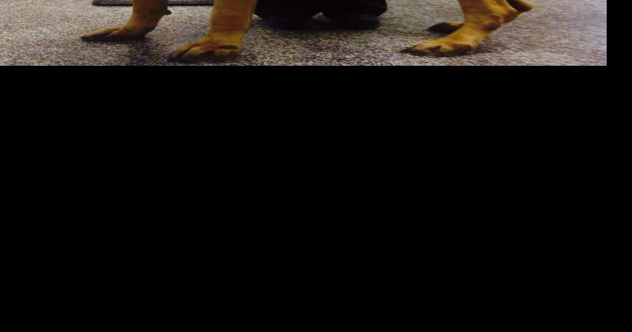 Altered Tails to unveil W.A.G.S. | East Valley Local News ...