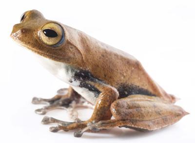 Vampire flying frog has fangs as tadpole, researchers find | Nation ...