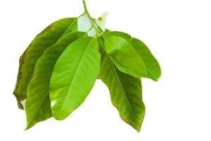 Plant of the week: Champaca | At Home | eastvalleytribune.com