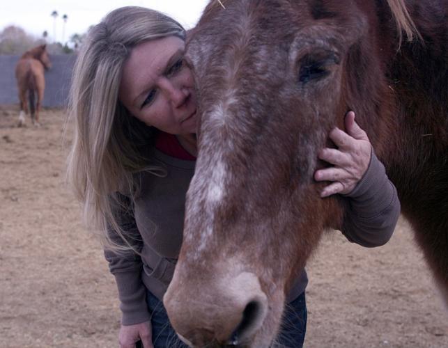 A Helping Hand: Feed a wild horse at Gilbert sanctuary | Gilbert ...